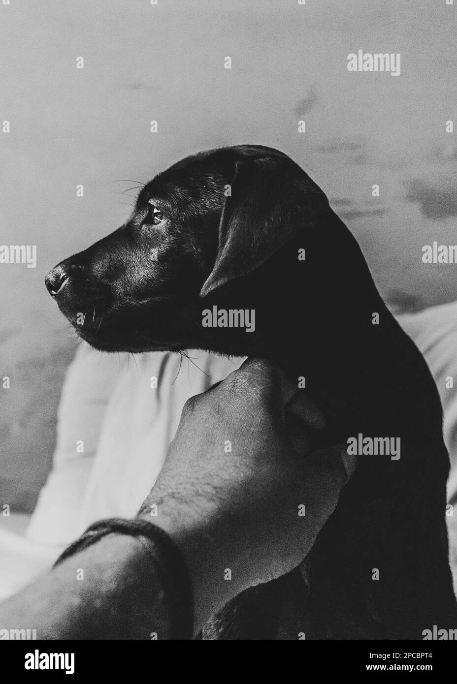 A vertical grayscale shot of a hand petting a black Labrador Retriever ...