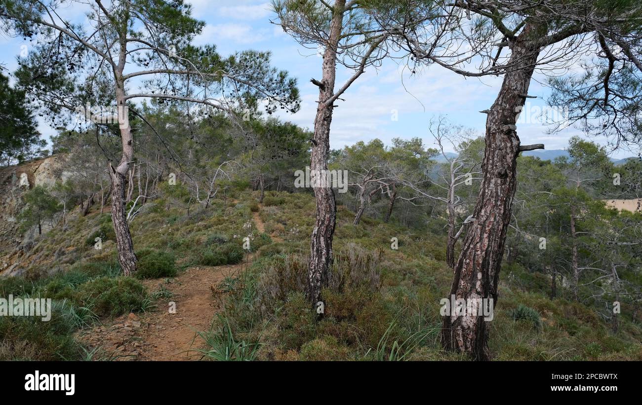 Walking in pine tree forest hi-res stock photography and images - Alamy