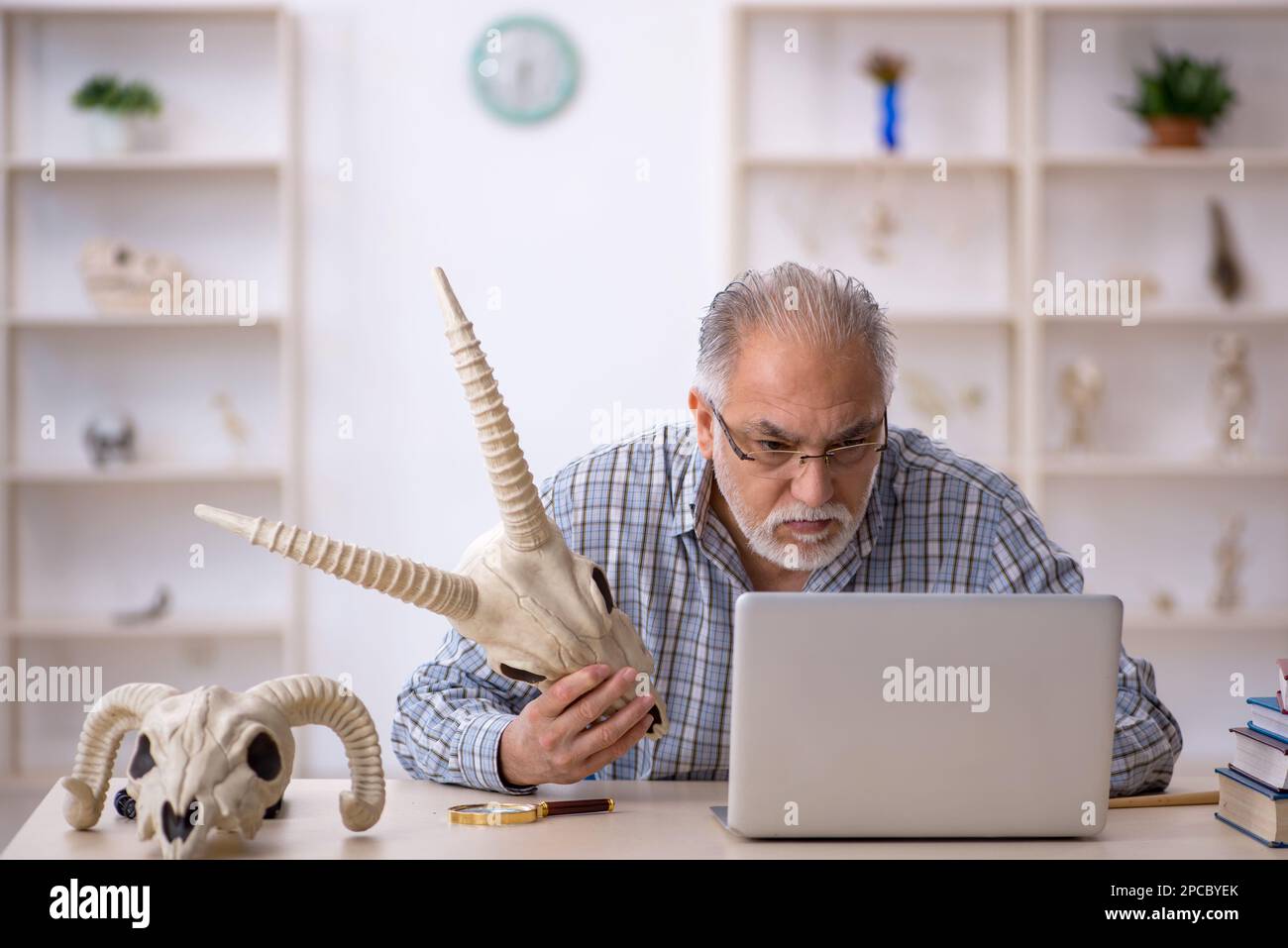 Old paleontologist examining ancient animals at lab Stock Photo - Alamy