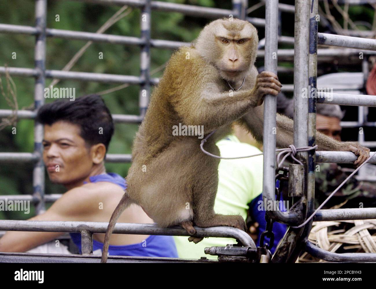 A working monkey rides on the back of a pickup truck with its owner and ...
