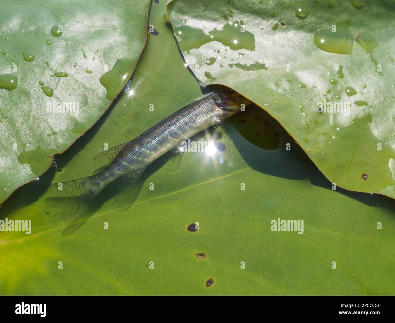 Lily baby hi-res stock photography and images - Alamy