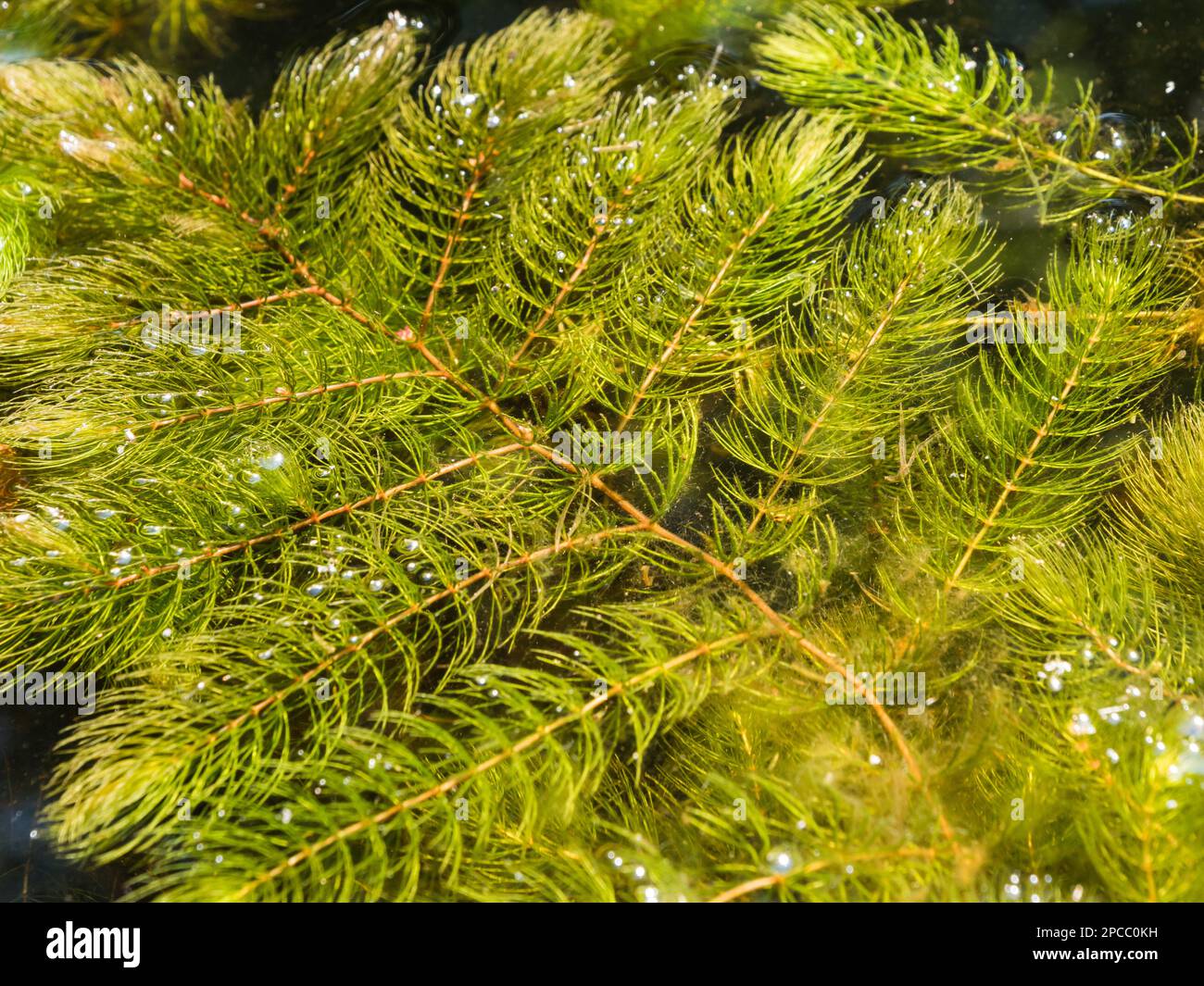 Hornwort aquatic plant (Ceratophyllum demersum) on water surface Stock ...