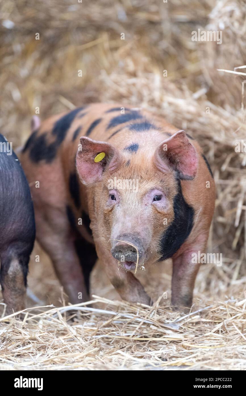Animal rooting hi-res stock photography and images - Alamy