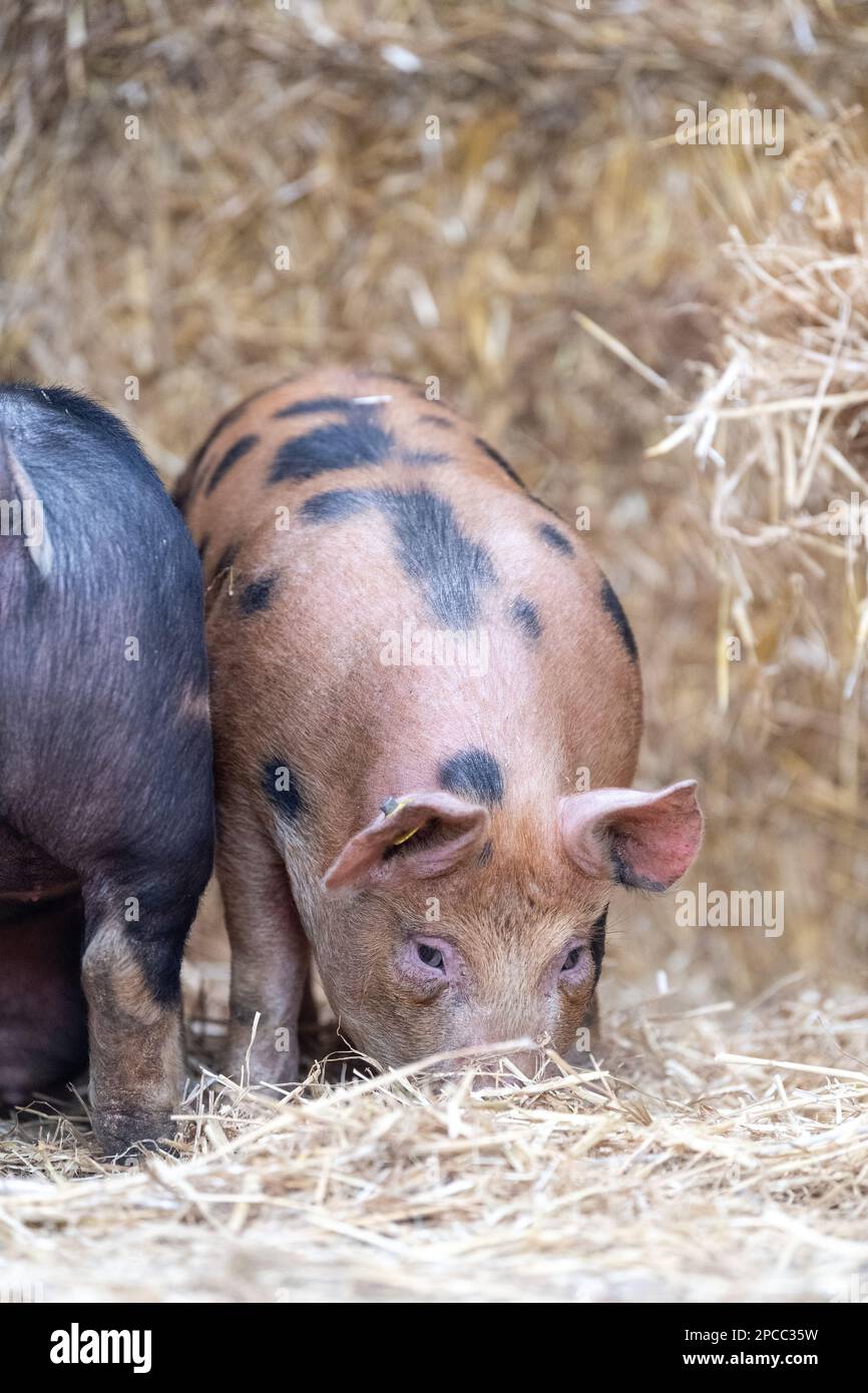 Free range pigs rooting through straw in an open shed. North Yorkshire ...