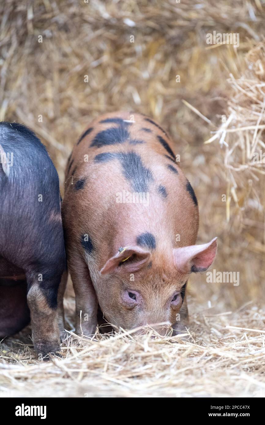 Free range pigs rooting through straw in an open shed. North Yorkshire ...