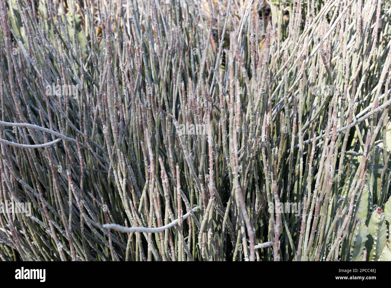 Euphorbia candelilla hi-res stock photography and images - Alamy