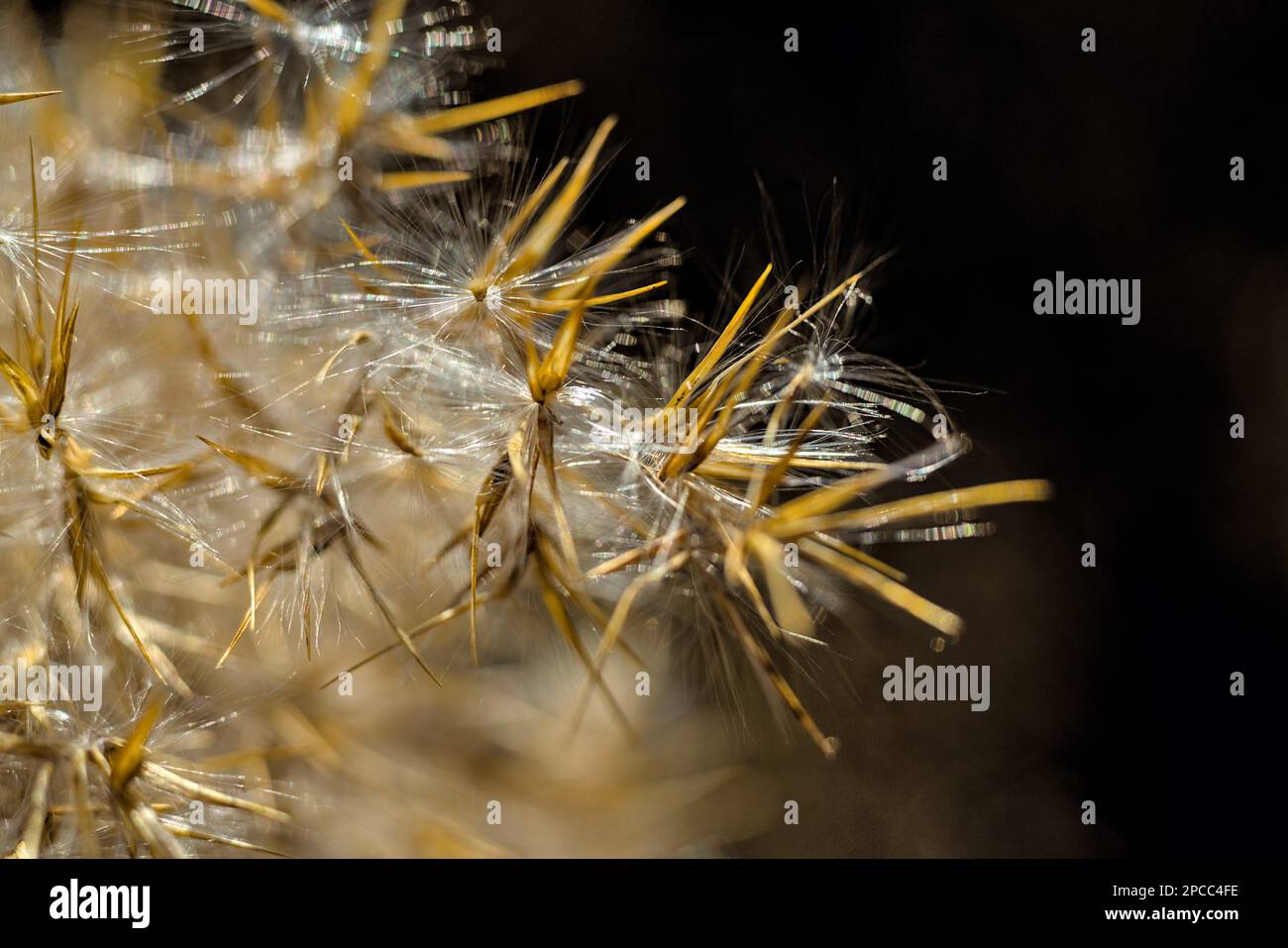 Panicle inflorescence hi-res stock photography and images - Alamy