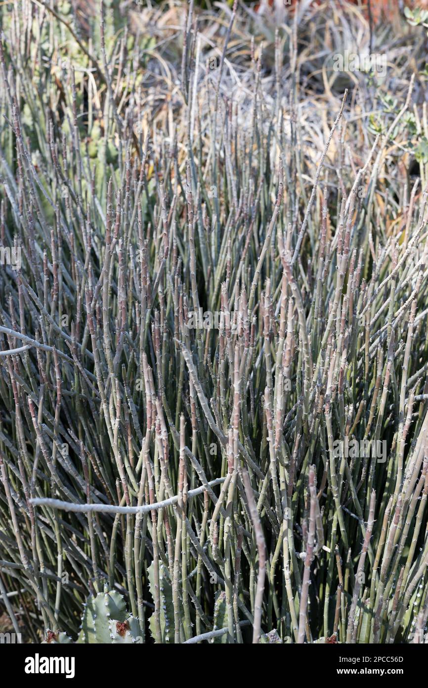 Euphorbia antisyphilitica - candelilla Stock Photo - Alamy