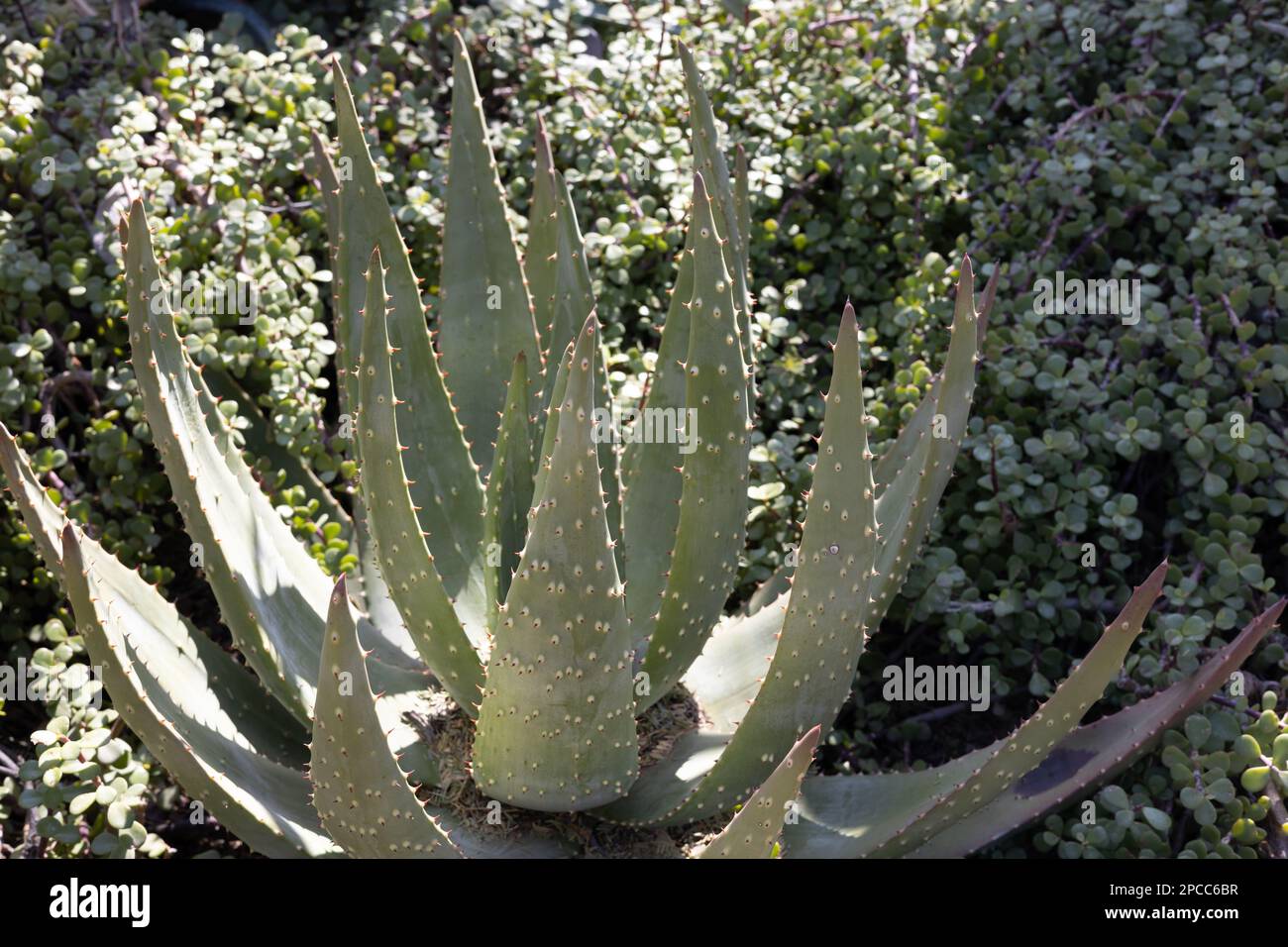 Aloe aculeata - red hot poker aloe Stock Photo - Alamy