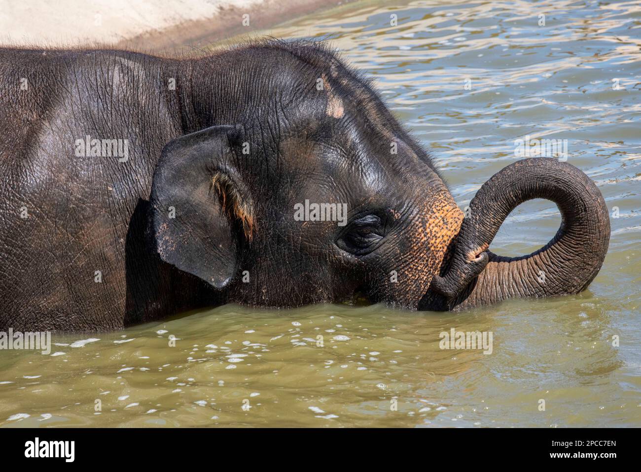 March 11, 2023, Sydney, New South Wales, Australia: Asian Elephant ...