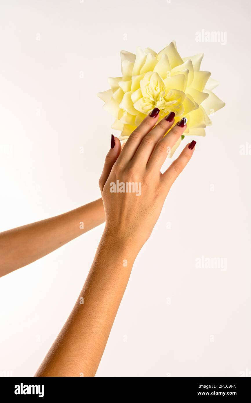 hands of a young woman pointing at a yellow flower, white background ...
