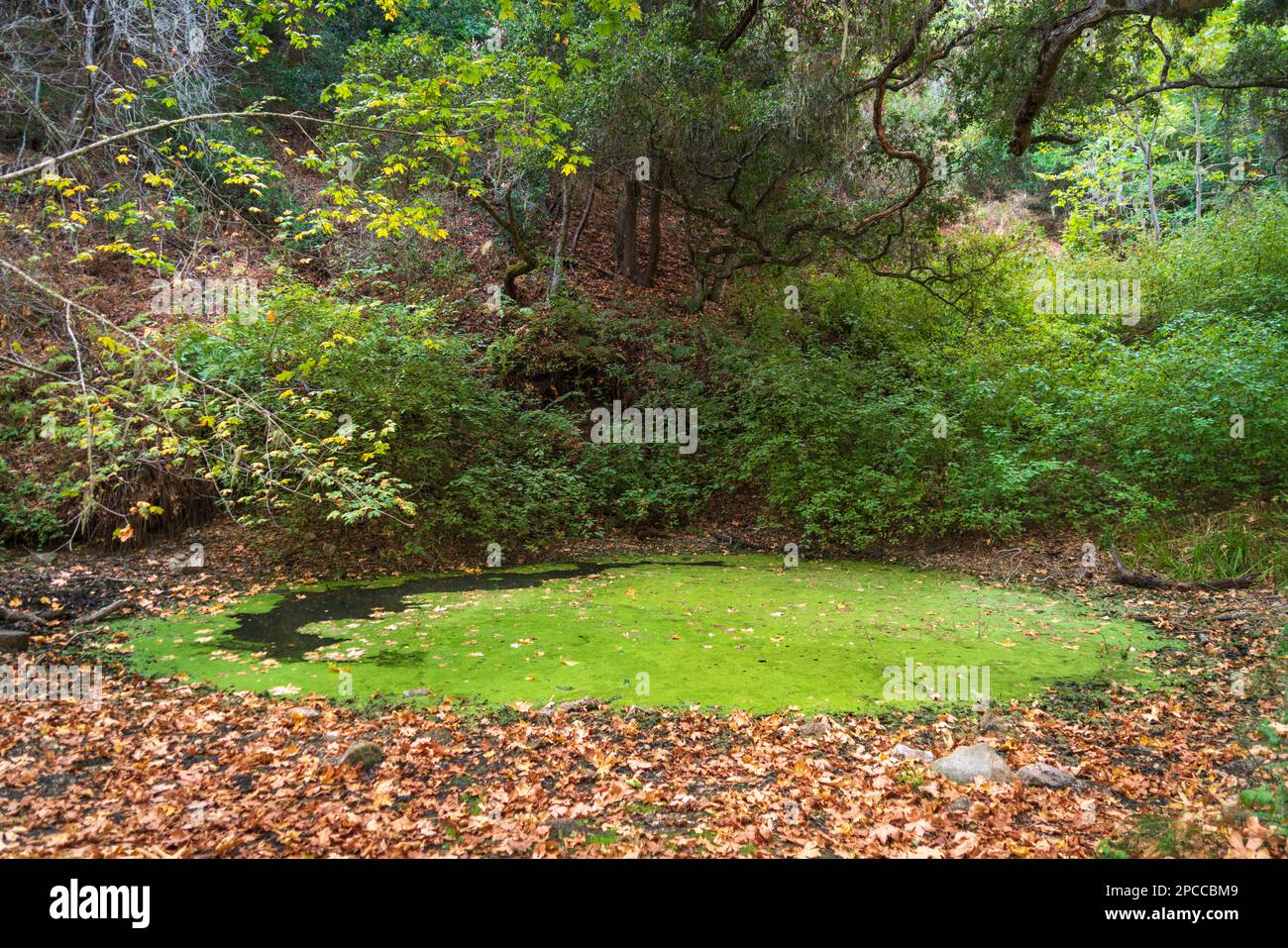 Garland Ranch Regional Park in Carmel, California Stock Photo - Alamy