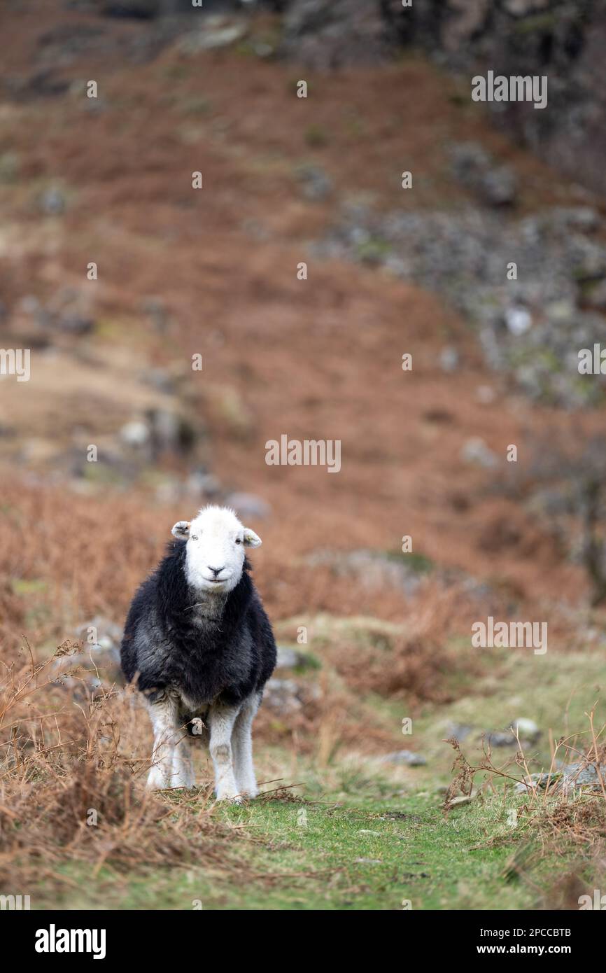 Herdwick sheep, a hardy breed native to the English Lake District ...