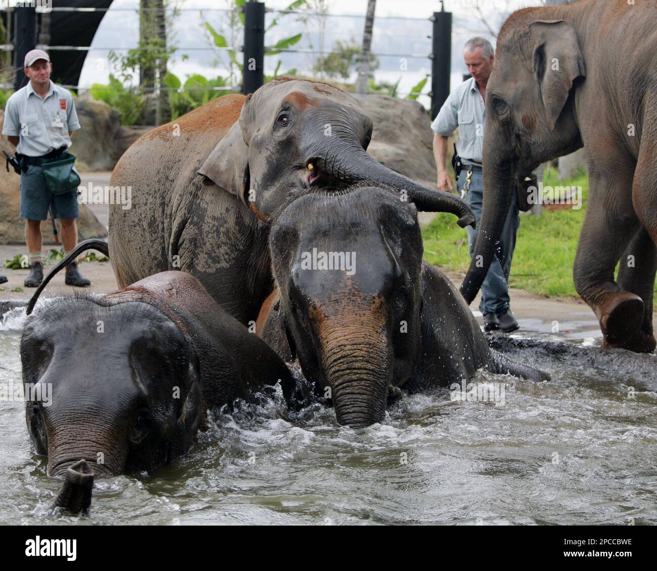 New arrivals at Sydney's Taronga Zoo, four Asian elephants enjoy a swim ...