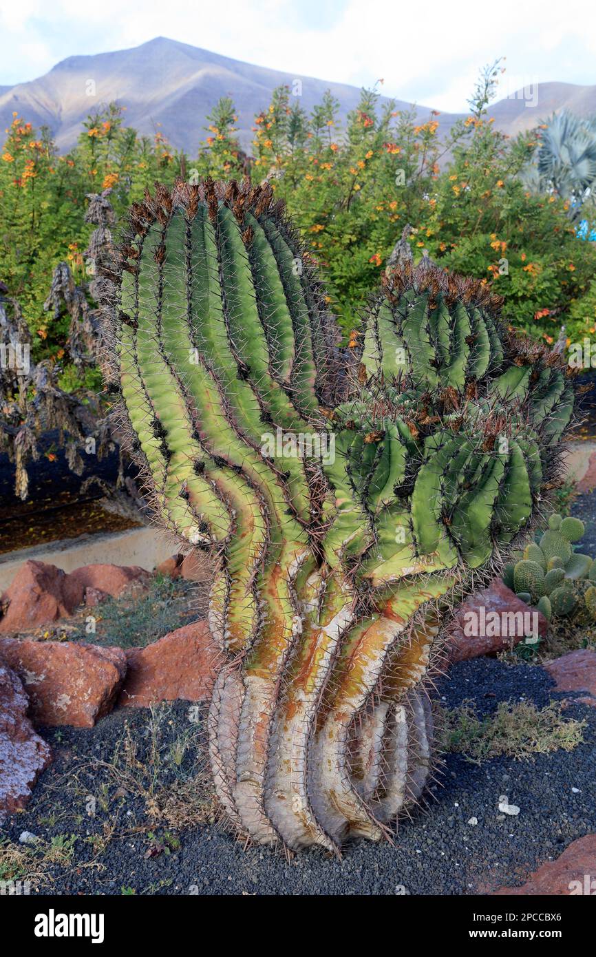 Attractive cactus garden. Las Coloradas scenes, Playa Blanca, Lanzarote ...