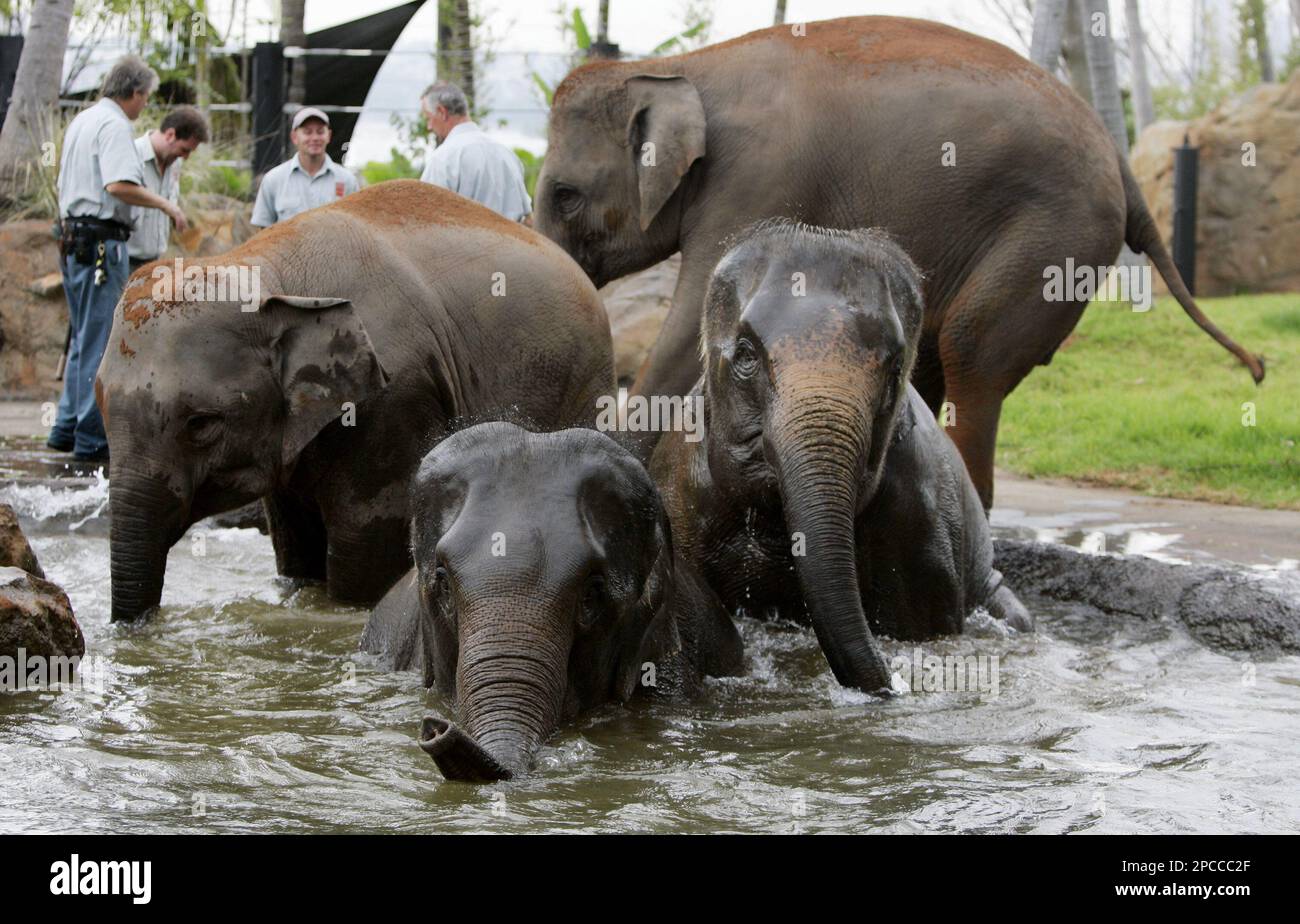 New arrivals at Sydney's Taronga Zoo, four Asian elephants enjoy a swim ...