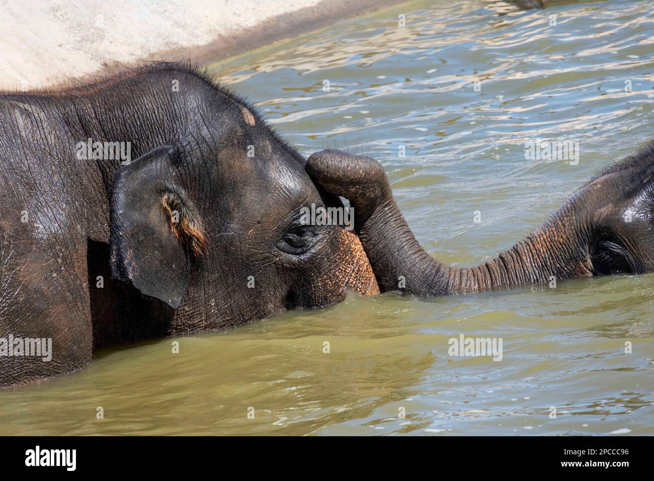 March 11, 2023, Sydney, New South Wales, Australia: A pair of Asian ...