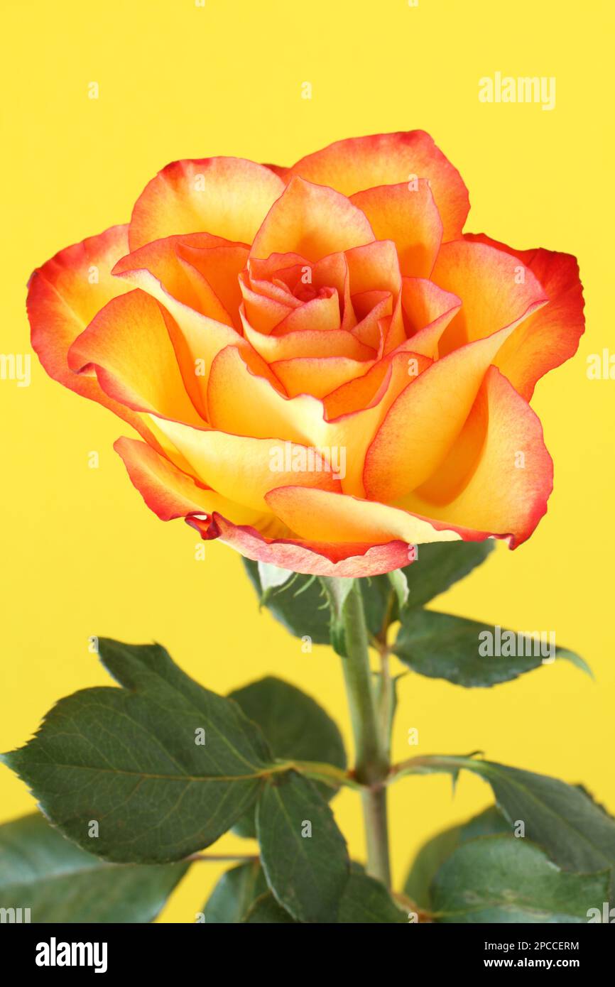 Yellow rose with pink edges hi-res stock photography and images - Alamy