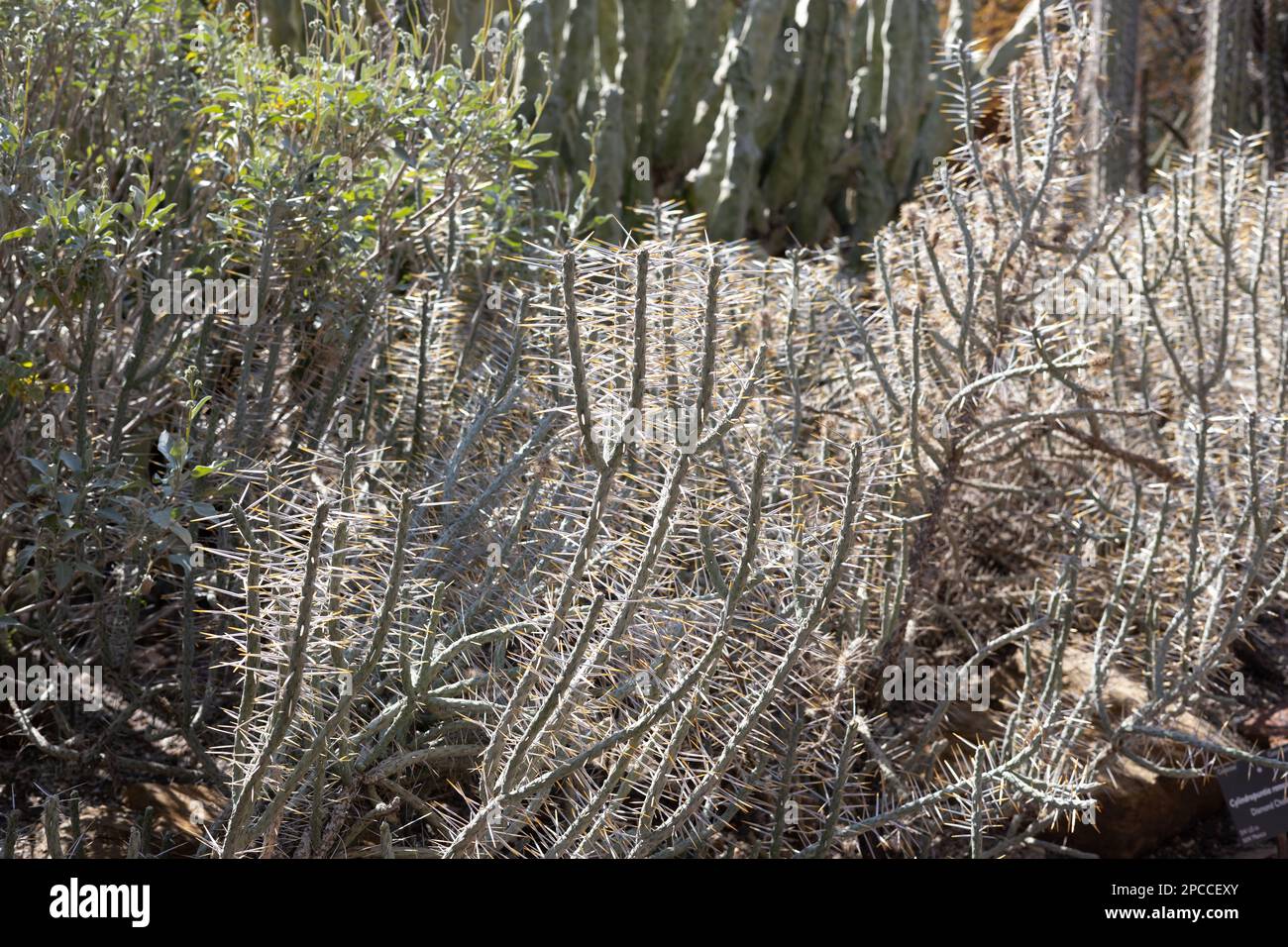 Diamond cholla cactus hi-res stock photography and images - Alamy