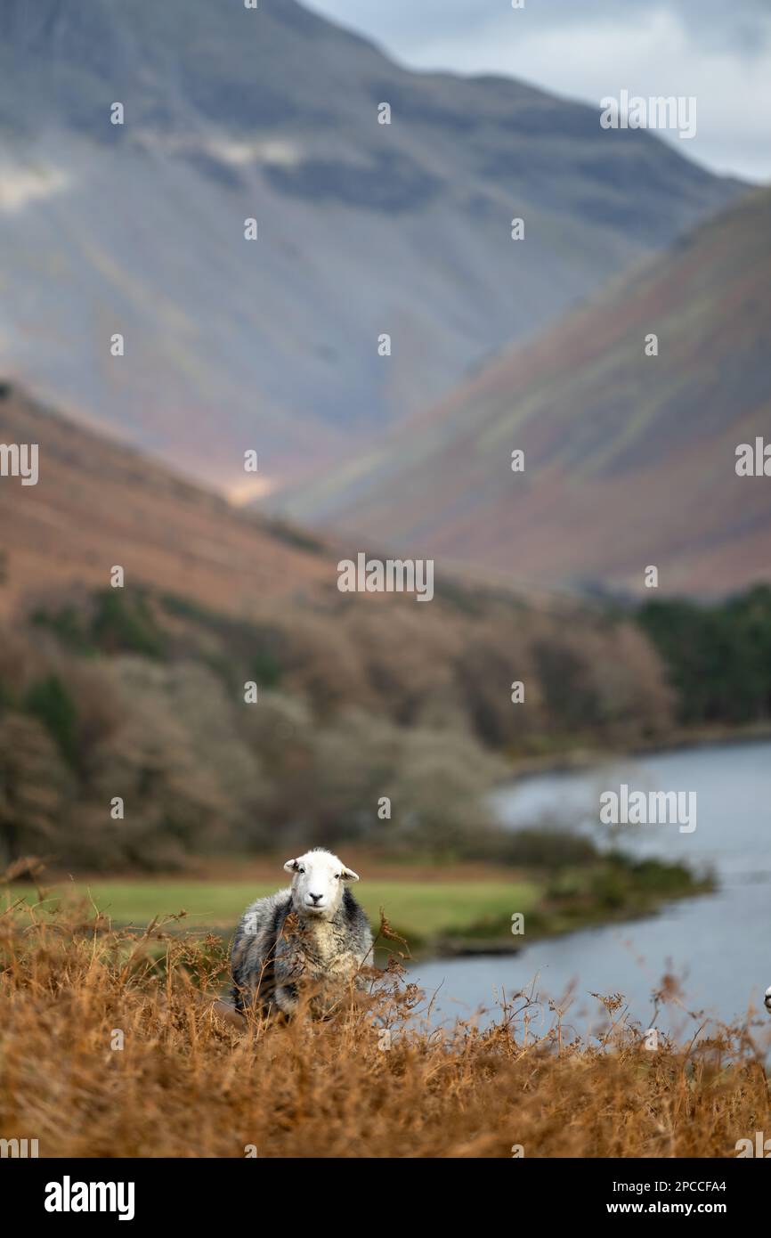 Herdwick sheep, a hardy breed native to the English Lake District ...