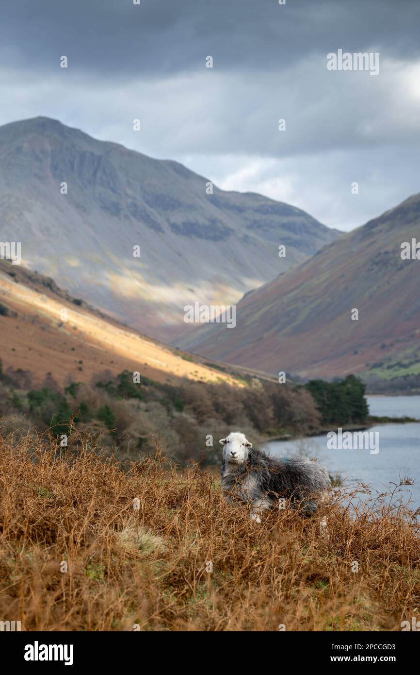Herdwick sheep, a hardy breed native to the English Lake District ...