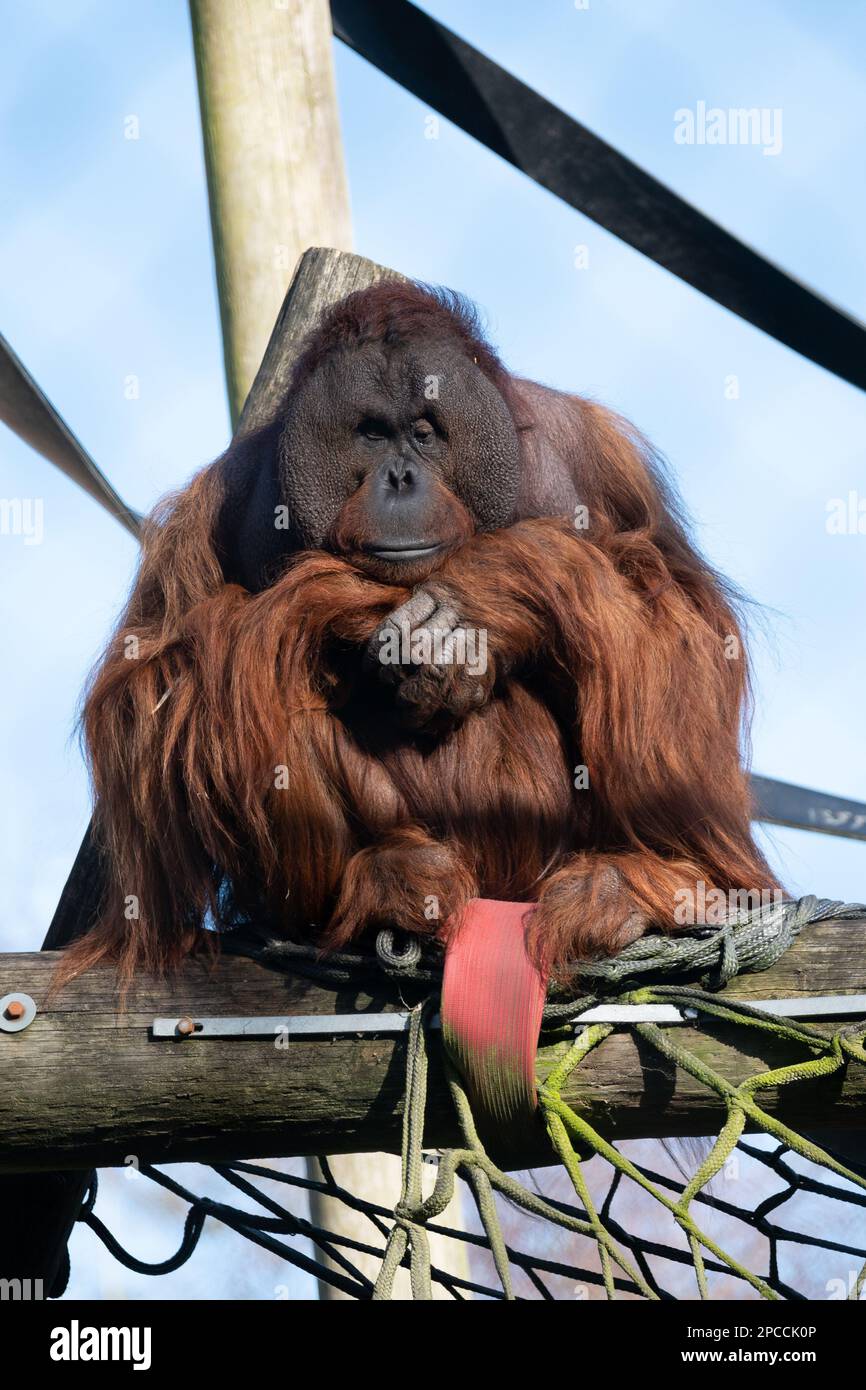 Monkey world hi-res stock photography and images - Alamy