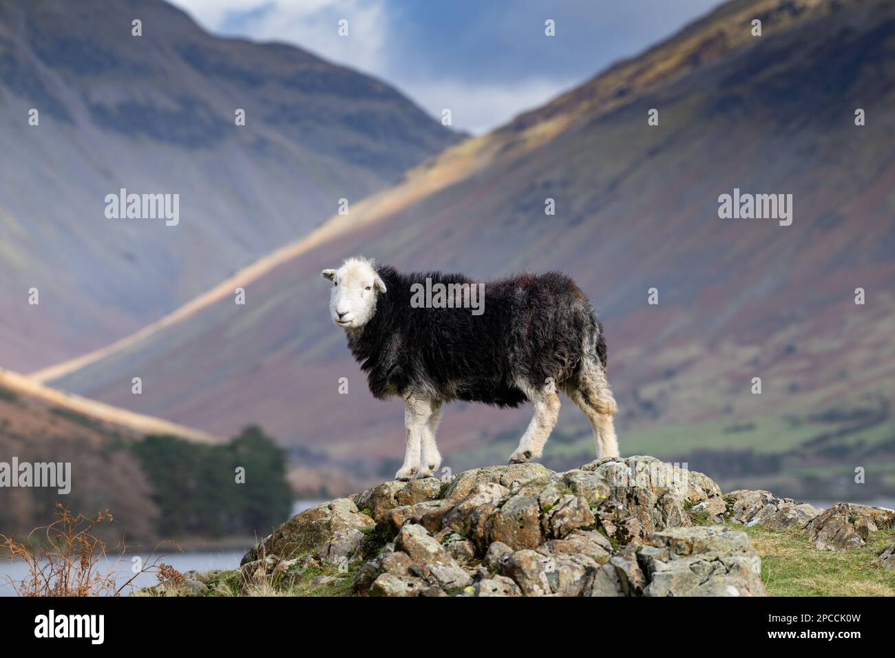Herdwick sheep, a hardy breed native to the English Lake District ...