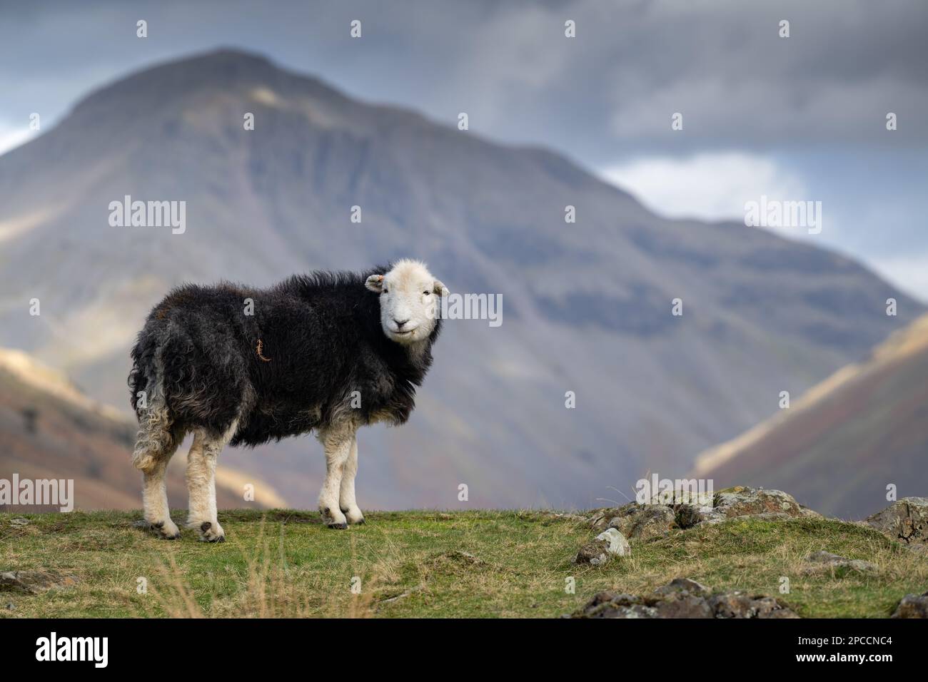 Herdwick sheep, a hardy breed native to the English Lake District ...