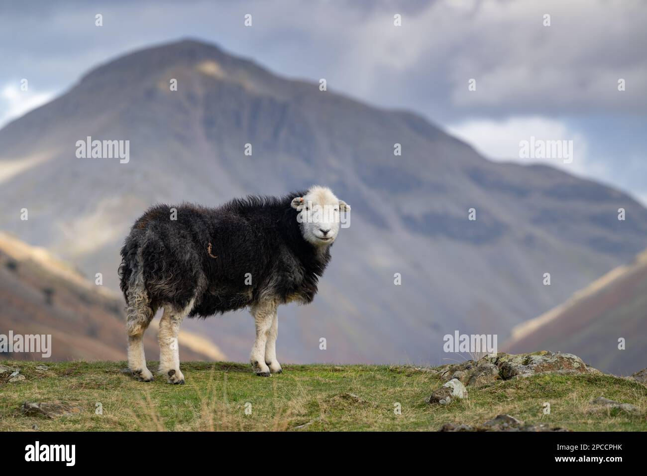 Herdwick sheep, a hardy breed native to the English Lake District ...
