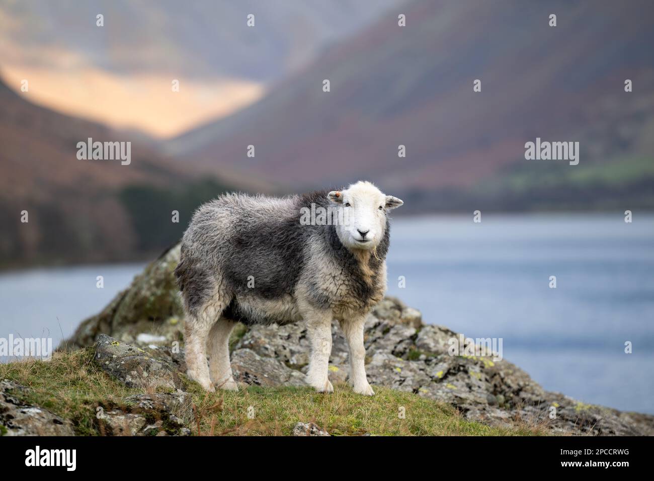 Herdwick sheep, a hardy breed native to the English Lake District ...
