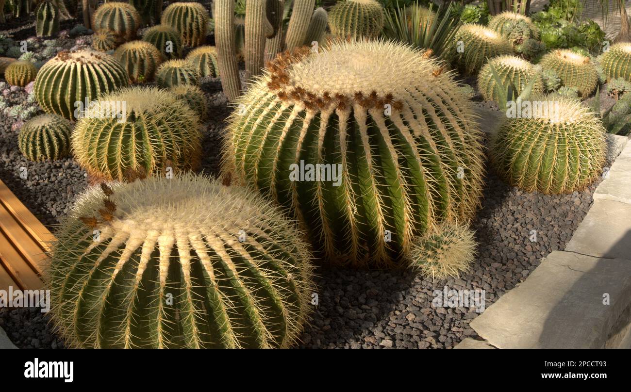 Barrel Cacti in Überlingen Cactus house, Germany Stock Photo - Alamy