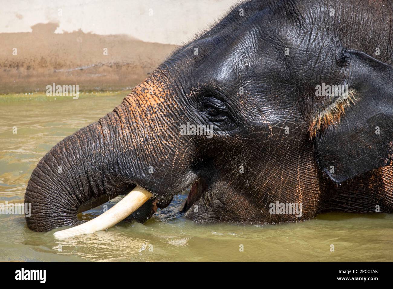March 11, 2023, Sydney, New South Wales, Australia: Asian Elephant ...