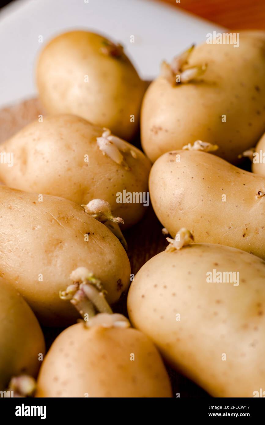 Germinating potato tubers on white background. Readiness of potatoes ...
