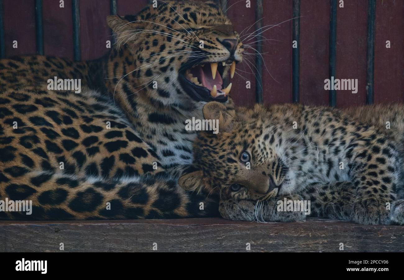 Chinese leopard, Panthera pardus japonensis. International Leopard Day ...