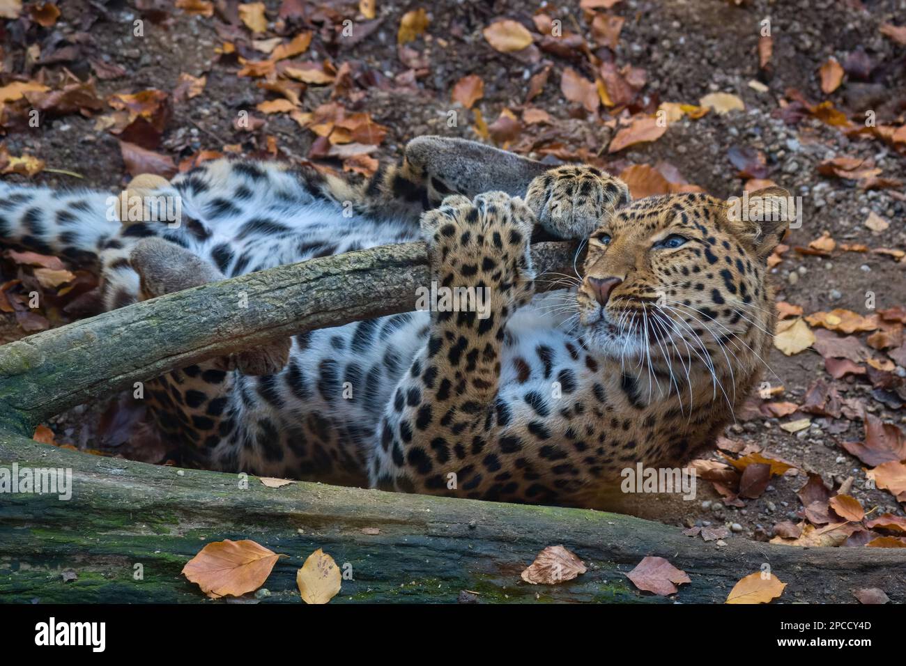 Chinese leopard, Panthera pardus japonensis in autumn leaves Stock ...