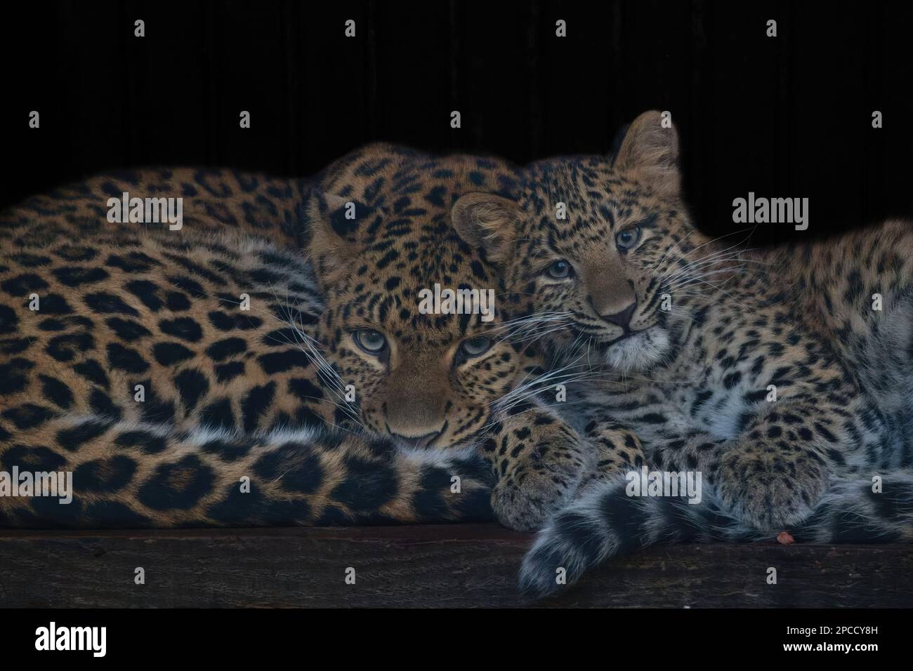 Chinese leopard, Panthera pardus japonensis portrait on a black ...