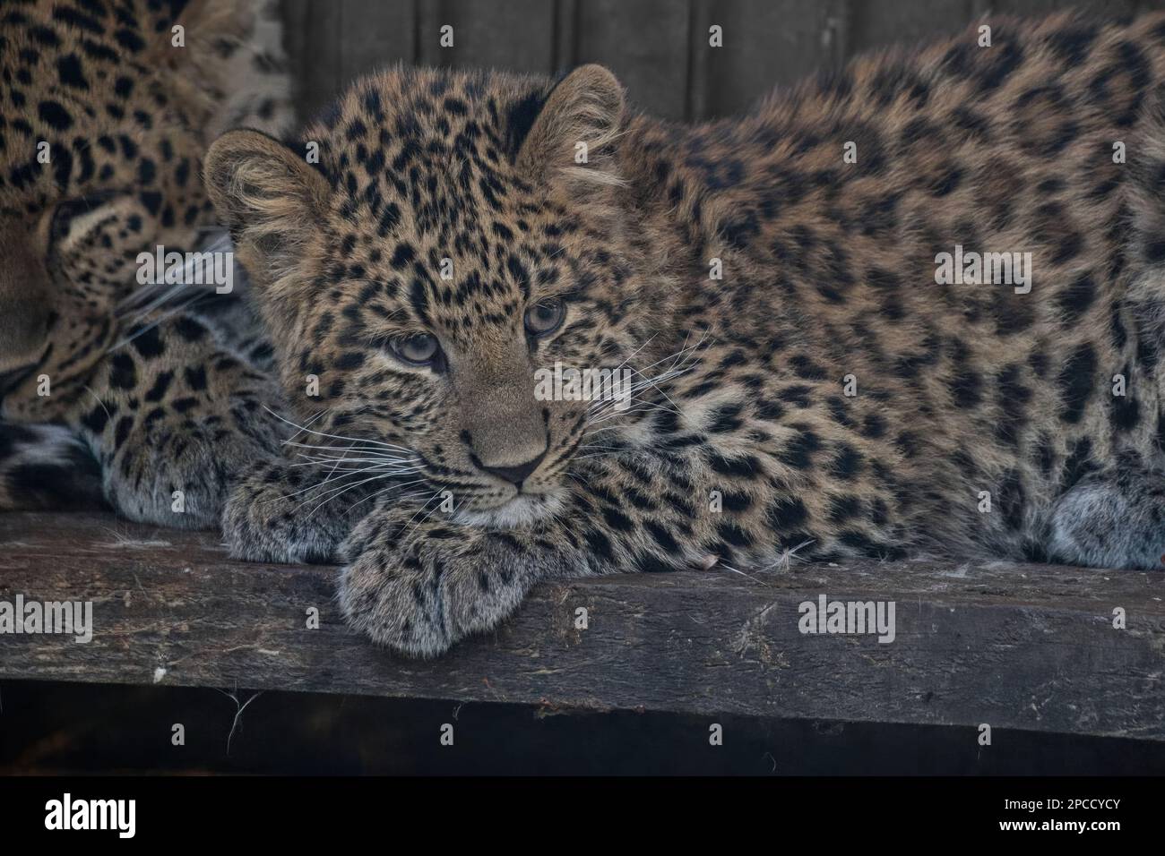 Chinese leopard, Panthera pardus japonensis. International Leopard Day, is celebrated on ...