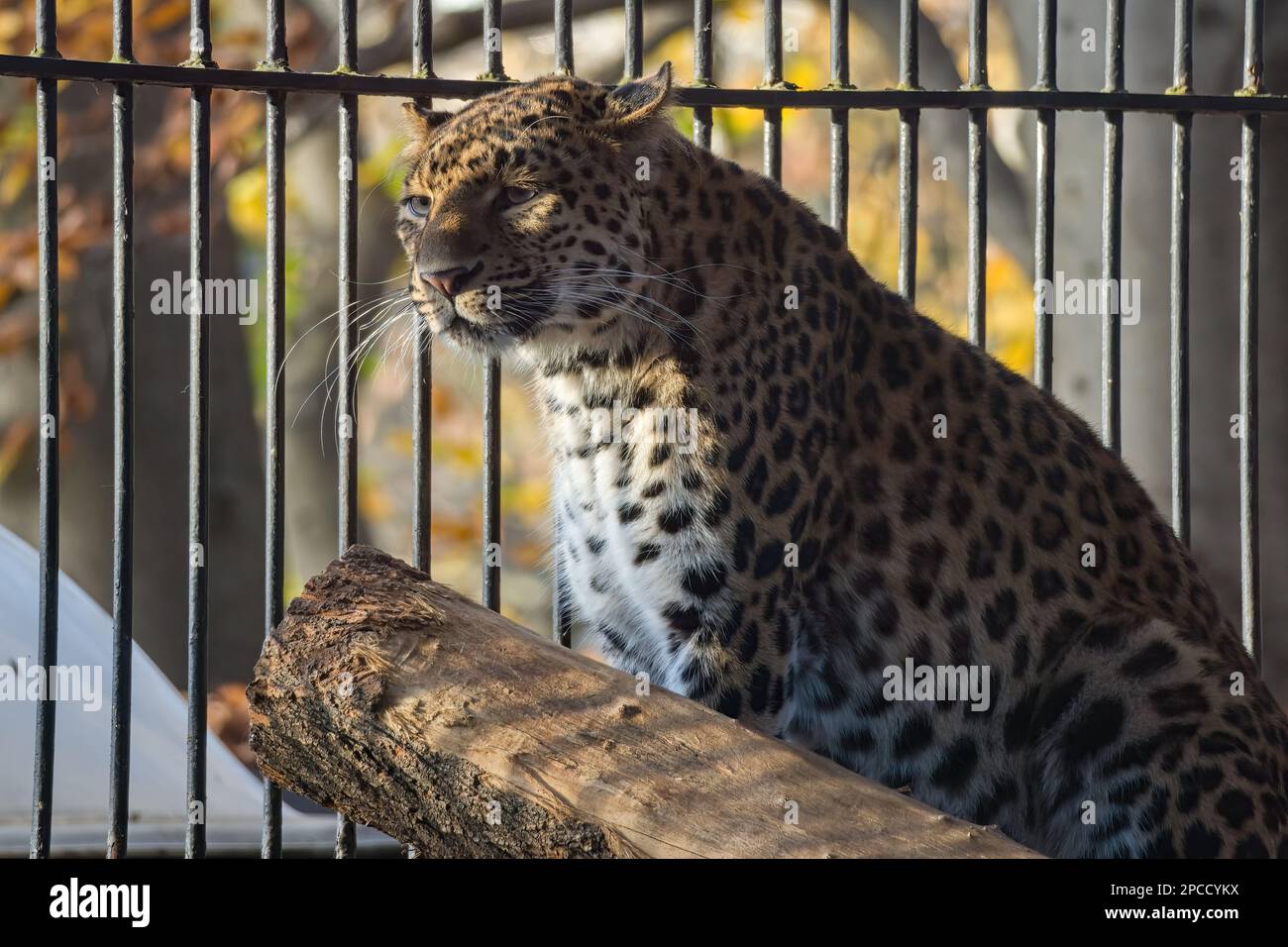 Chinese leopard, Panthera pardus japonensis. International Leopard Day ...