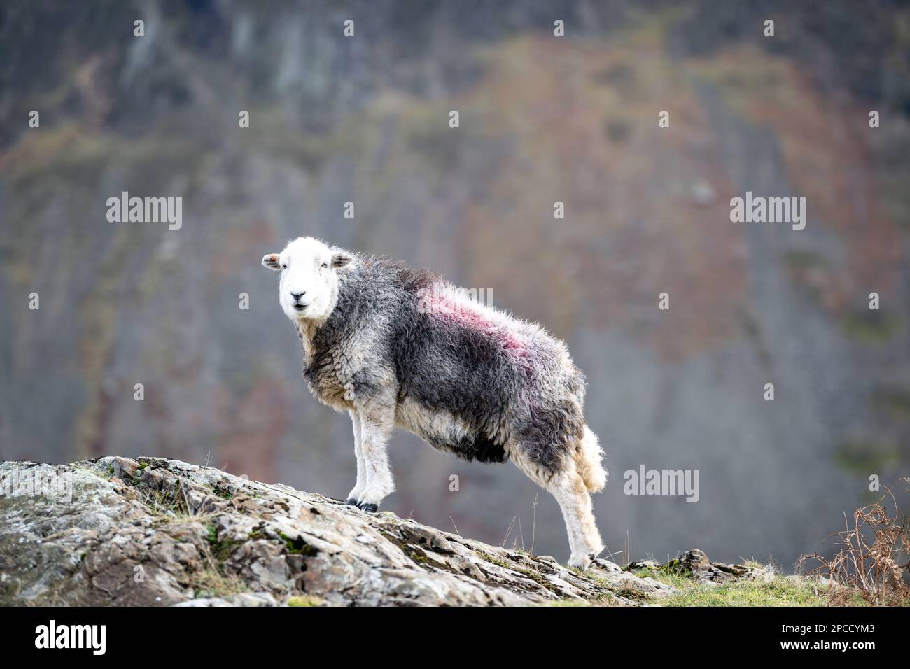 Herdwick sheep, a hardy breed native to the English Lake District ...