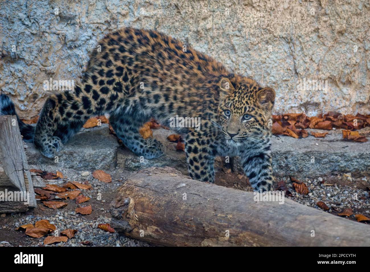 Chinese leopard, Panthera pardus japonensis. International Leopard Day ...