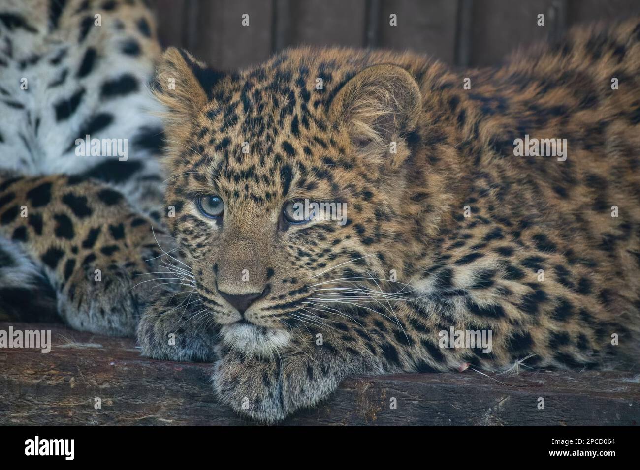Chinese leopard, Panthera pardus japonensis. International Leopard Day ...