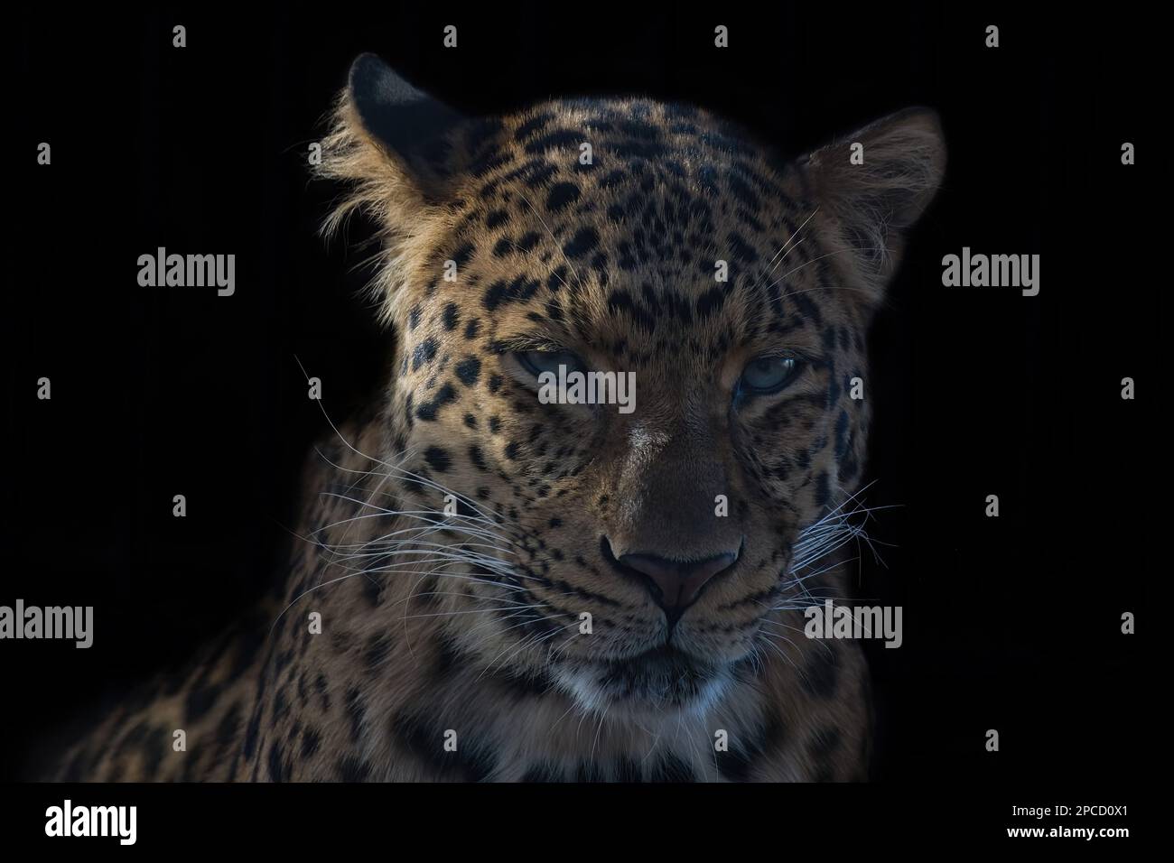 Chinese leopard, Panthera pardus japonensis portrait on a black ...