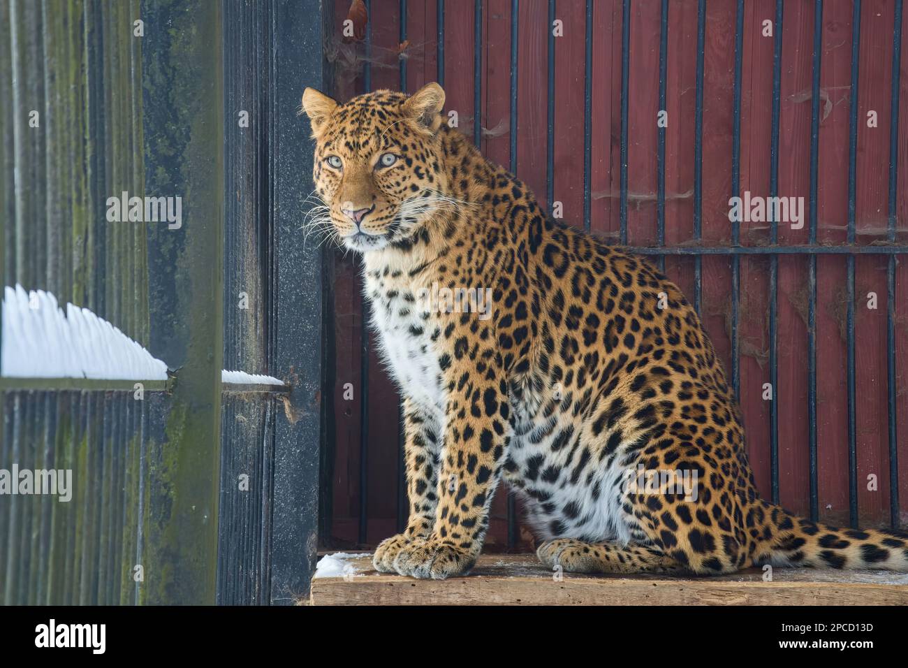 Chinese leopard, Panthera pardus japonensis. International Leopard Day ...