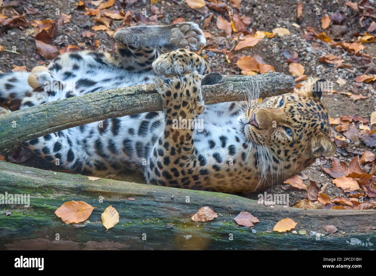 Chinese leopard, Panthera pardus japonensis in autumn leaves Stock ...
