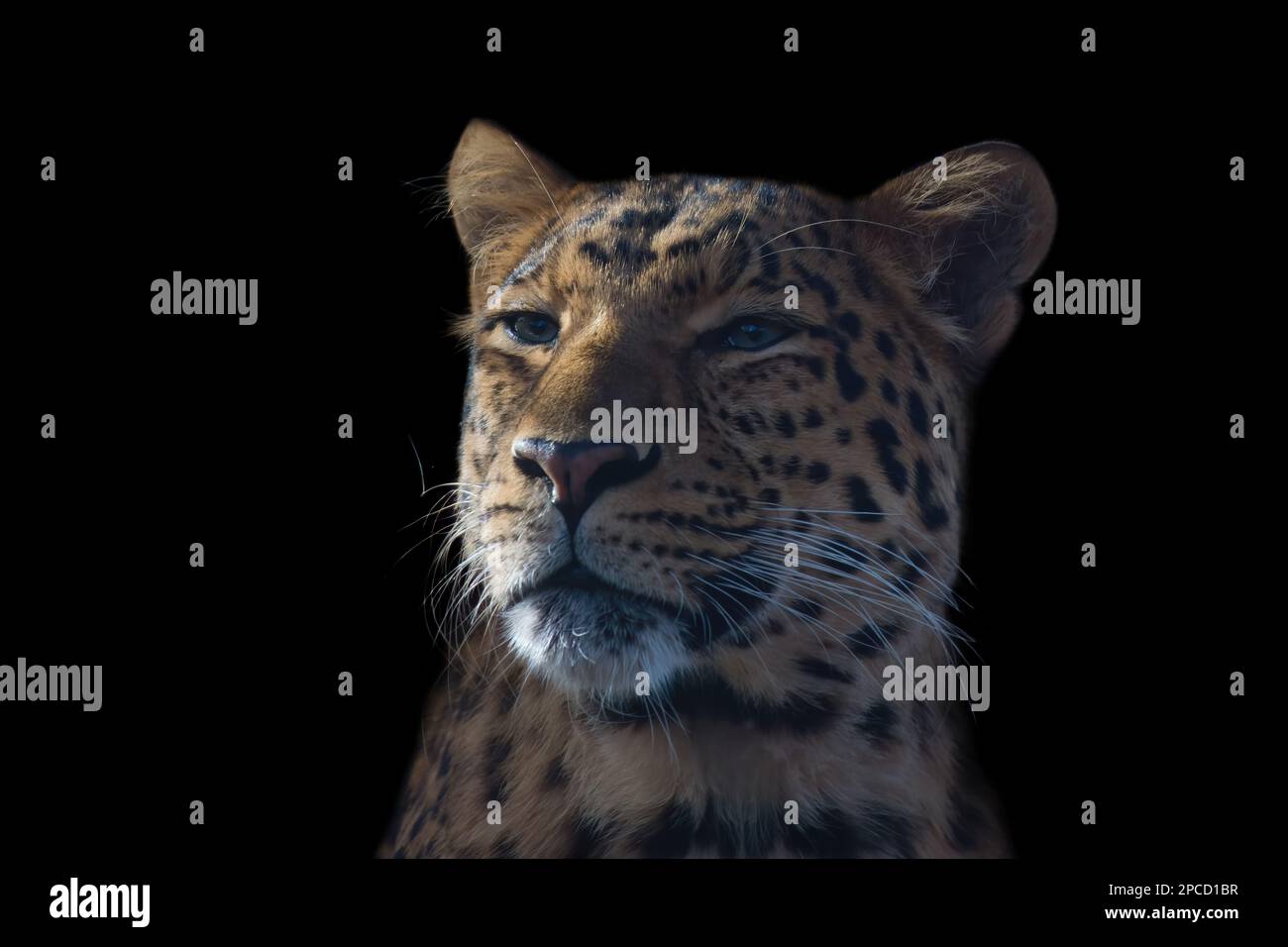 Chinese leopard, Panthera pardus japonensis portrait on a black ...