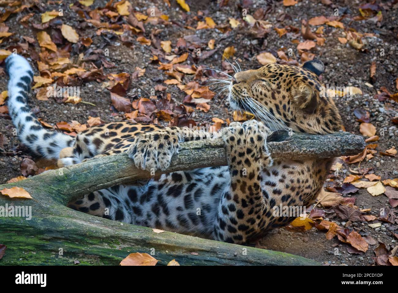 Chinese leopard, Panthera pardus japonensis in autumn leaves Stock ...