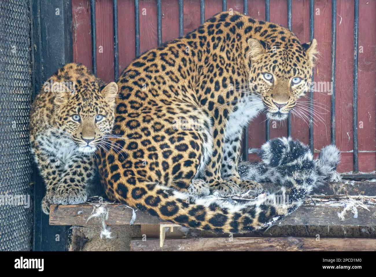 Chinese leopard, Panthera pardus japonensis Stock Photo - Alamy