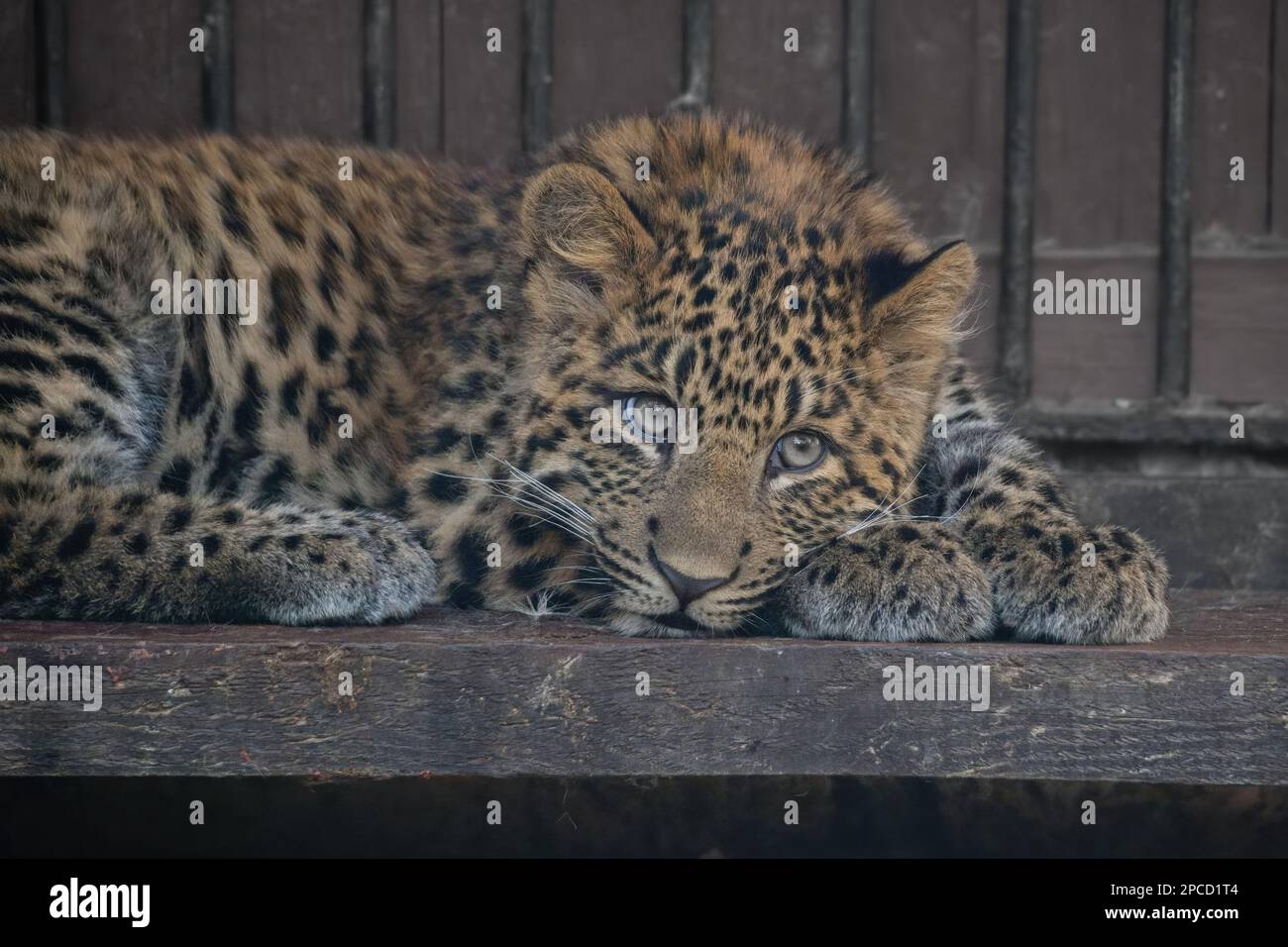 Chinese leopard, Panthera pardus japonensis. International Leopard Day ...