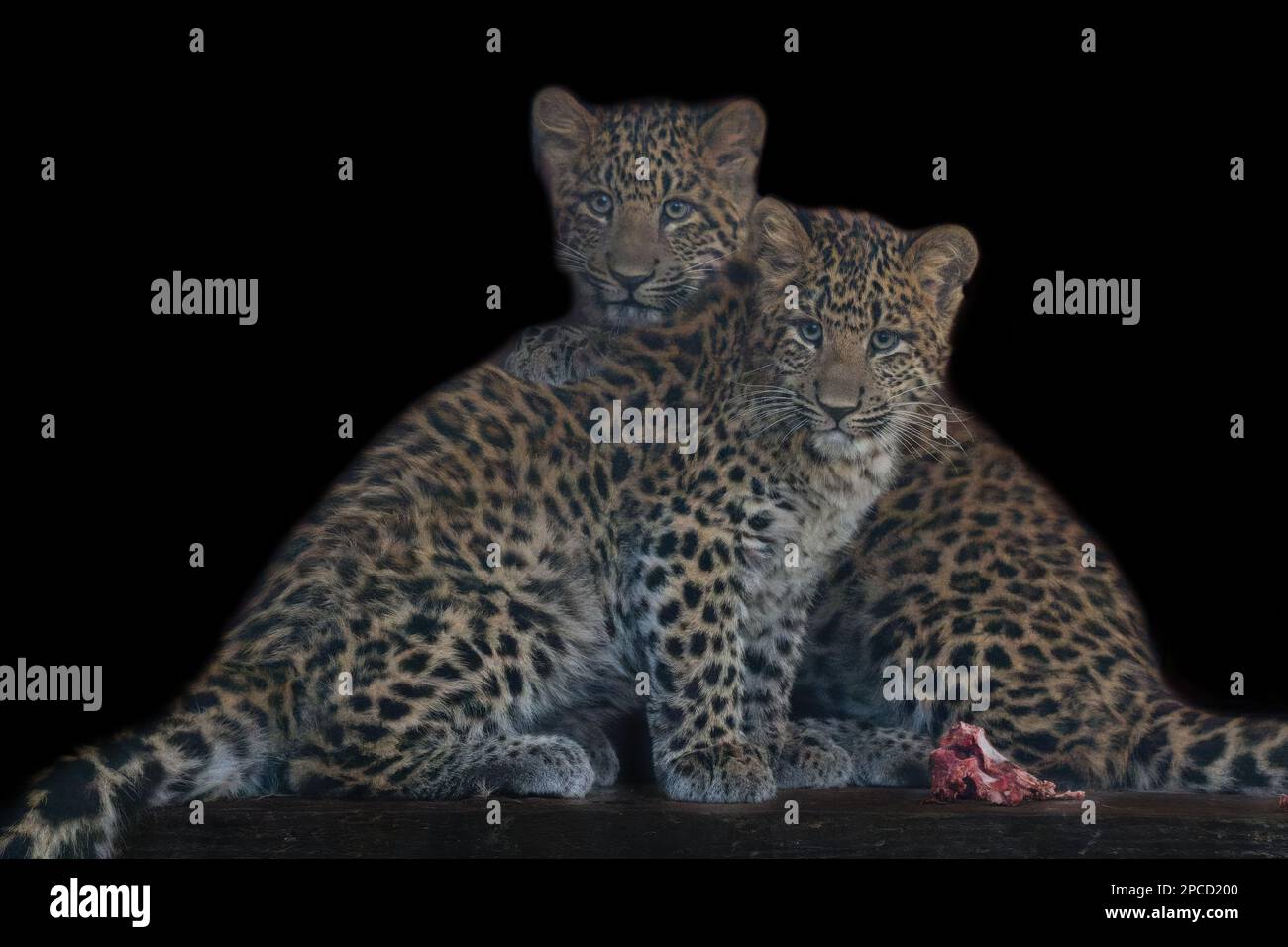 Chinese leopard, Panthera pardus japonensis portrait on a black ...