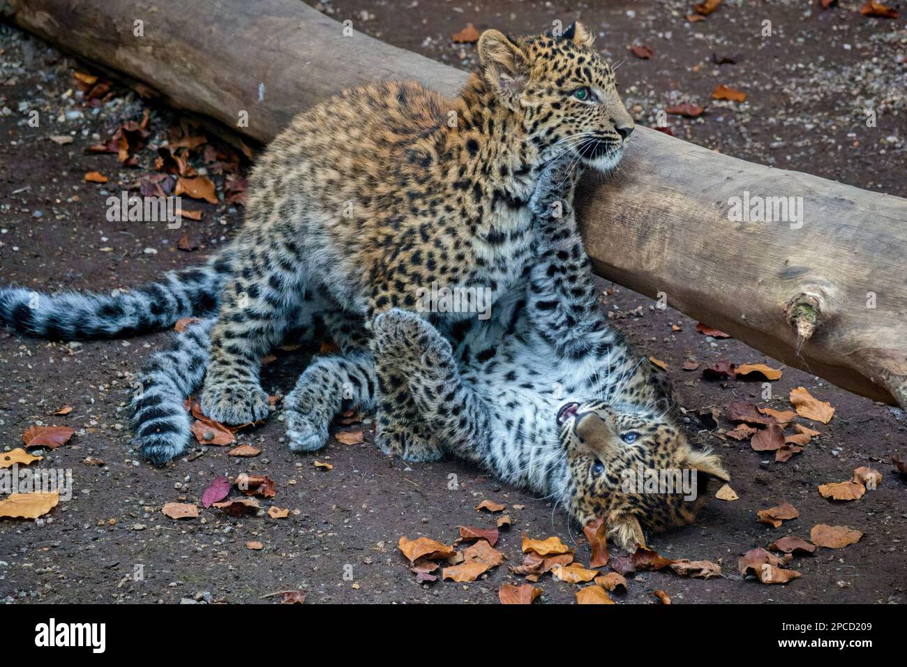 Chinese leopard, Panthera pardus japonensis. International Leopard Day ...